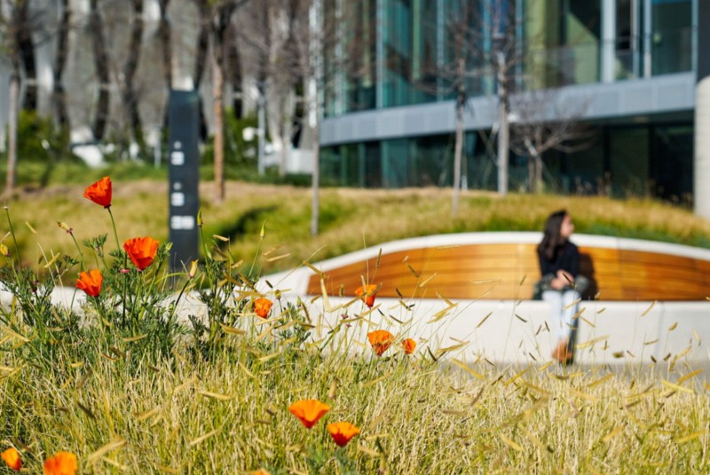 Workday Campus and Innovation Plaza - HOK